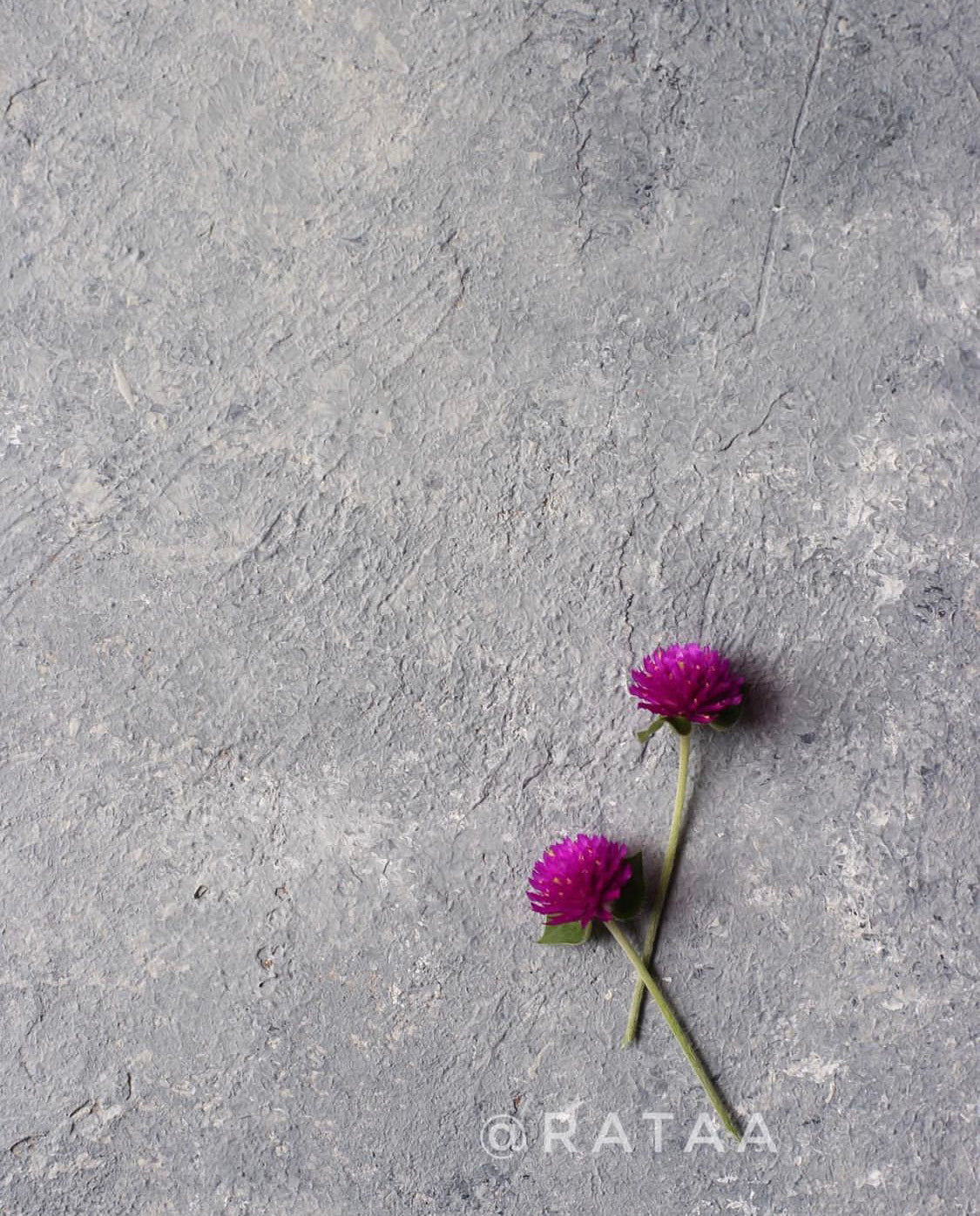 Cement Backdrop Rataa Backdrops cement-backdrop-rataa-backdrops